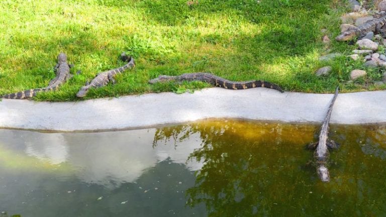 Safari North Zoo Brings You Up Close and Personal with Local Wildlife