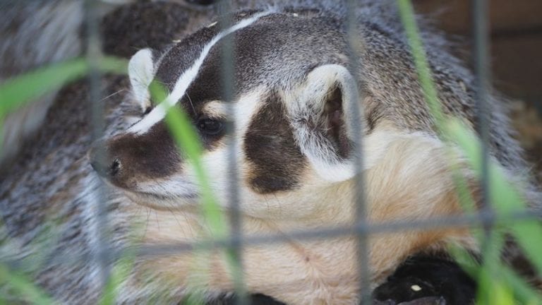 Safari North Zoo Brings You Up Close and Personal with Local Wildlife