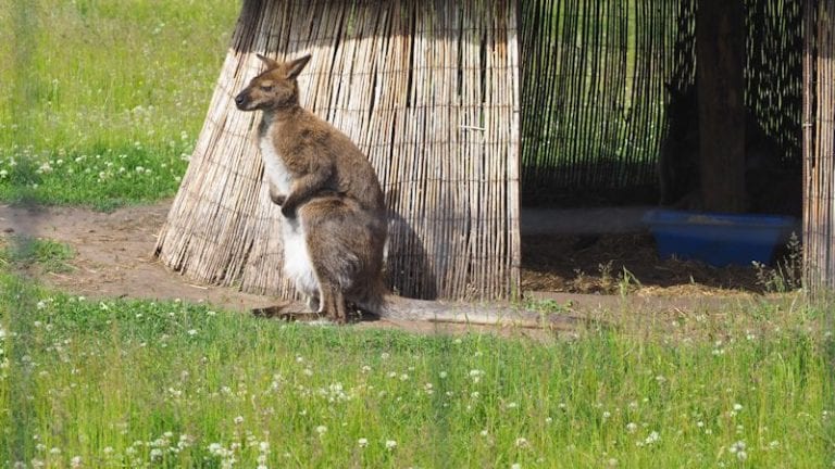 Safari North Zoo Brings You Up Close and Personal with Local Wildlife