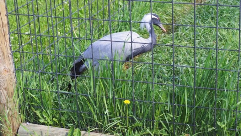Safari North Zoo Brings You Up Close and Personal with Local Wildlife