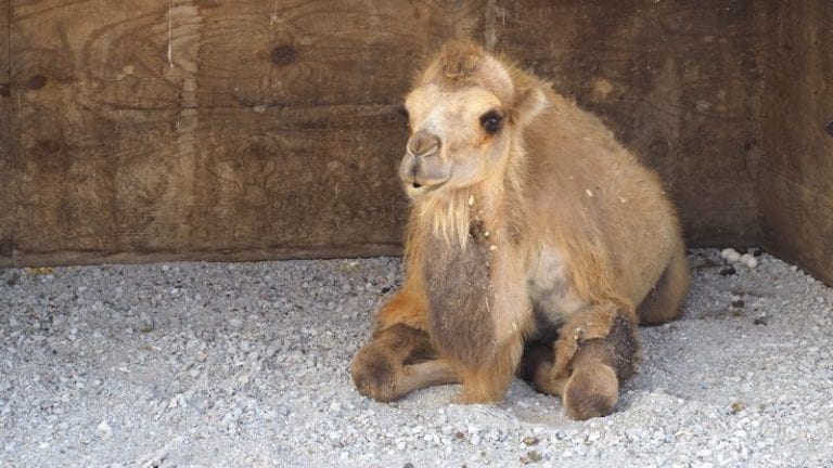Safari North Zoo Brings You Up Close and Personal with Local Wildlife