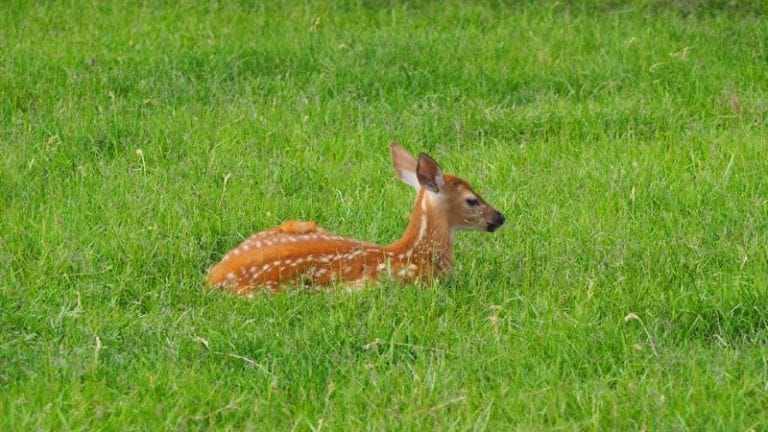 Safari North Zoo Brings You Up Close and Personal with Local Wildlife