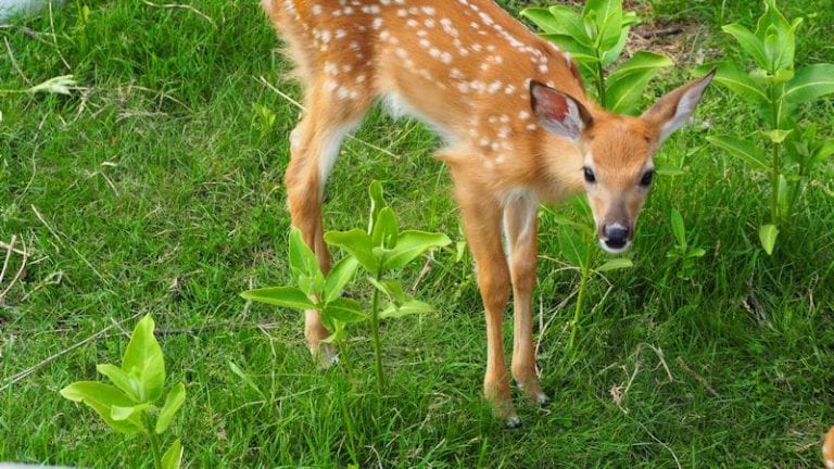 Safari North Zoo Brings You Up Close and Personal with Local Wildlife