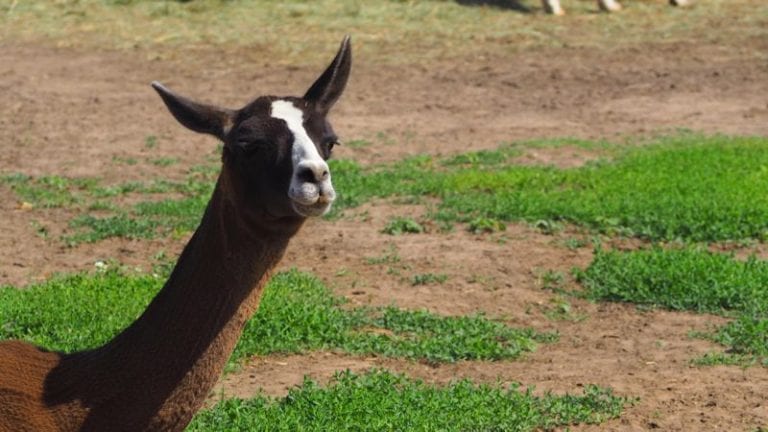 Safari North Zoo Brings You Up Close and Personal with Local Wildlife