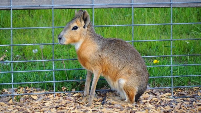 Safari North Zoo Brings You Up Close and Personal with Local Wildlife