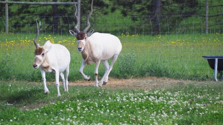 Safari North Zoo Brings You Up Close and Personal with Local Wildlife