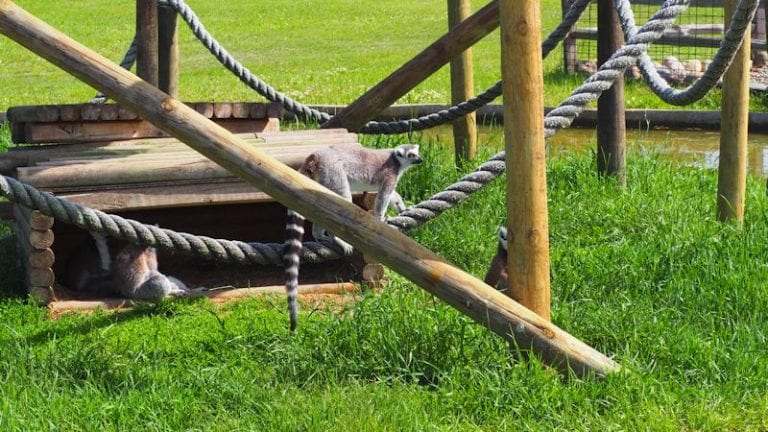 Safari North Zoo Brings You Up Close and Personal with Local Wildlife
