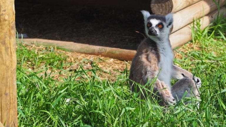 Safari North Zoo Brings You Up Close and Personal with Local Wildlife