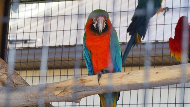 Safari North Zoo Brings You Up Close and Personal with Local Wildlife