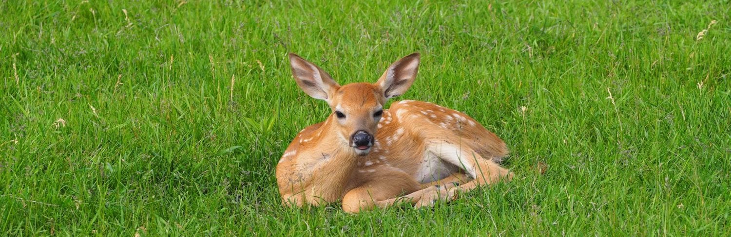 Safari North Zoo Brings You Up Close and Personal with Local Wildlife
